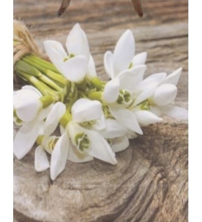 Darčeková taška: veľká (TOR1340-C) • Zachej.sk